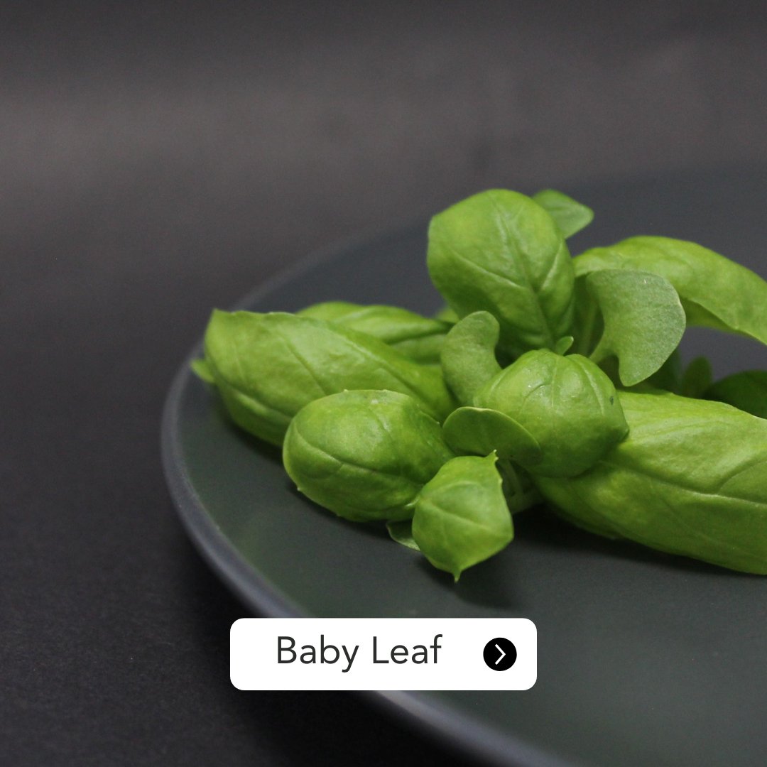 Baby Leaf – Arable Grow